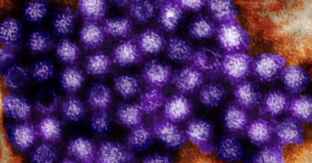 New Norovirus Strain Found Amid Recent Outbreaks As Peak Season Arrives