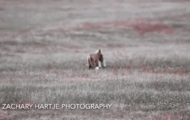 Eagle, fox, rabbit tug-of-war – Eagle picks up fox while trying to ...