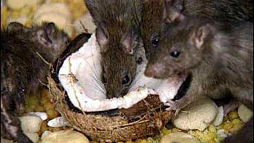 Rats Swarm Across England - CBS News