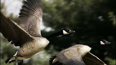 Hate Those Pesky Geese? Grab Your Gun - CBS News