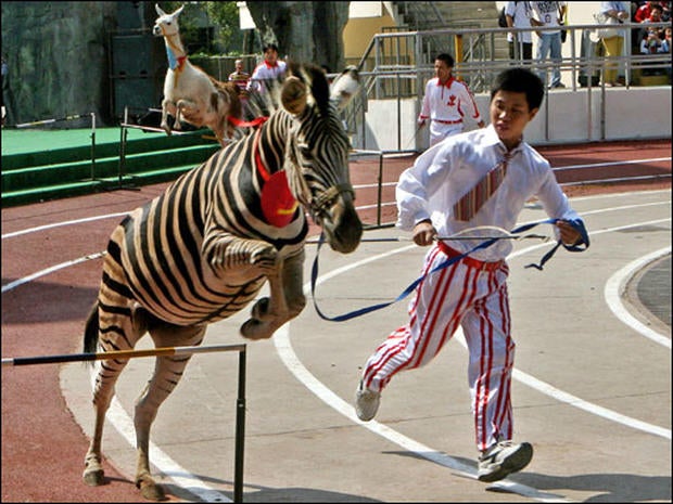 China's Animal Olympics - Photo 5 - Pictures - CBS News