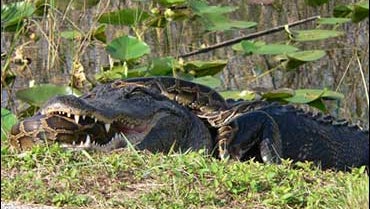 Burmese Pythons Wreak Havoc In Everglades - CBS News