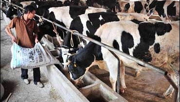 China's Animal Feed Tainted With Melamine - CBS News