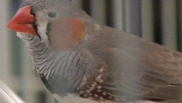 Songbird's Genome Carries Speech Clues - CBS News