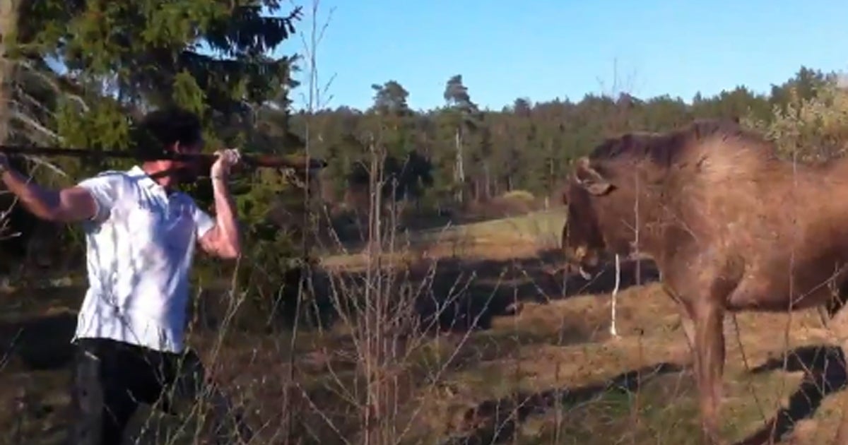 Man versus moose in Sweden - CBS News
