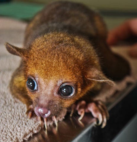 Unusual Pets That Are Legal To Own