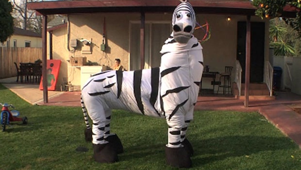 You probably thought this was just a zebra dancing - CBS News