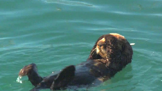 Adorable sea otter beats the heat with a swim in cold water - CBS News