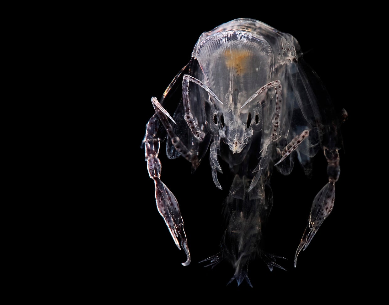 New species of plankton discovered - CBS News