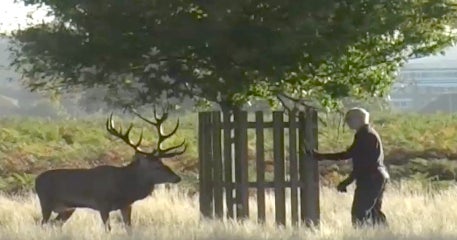 Man gets chased around park and up a tree by stag - CBS News
