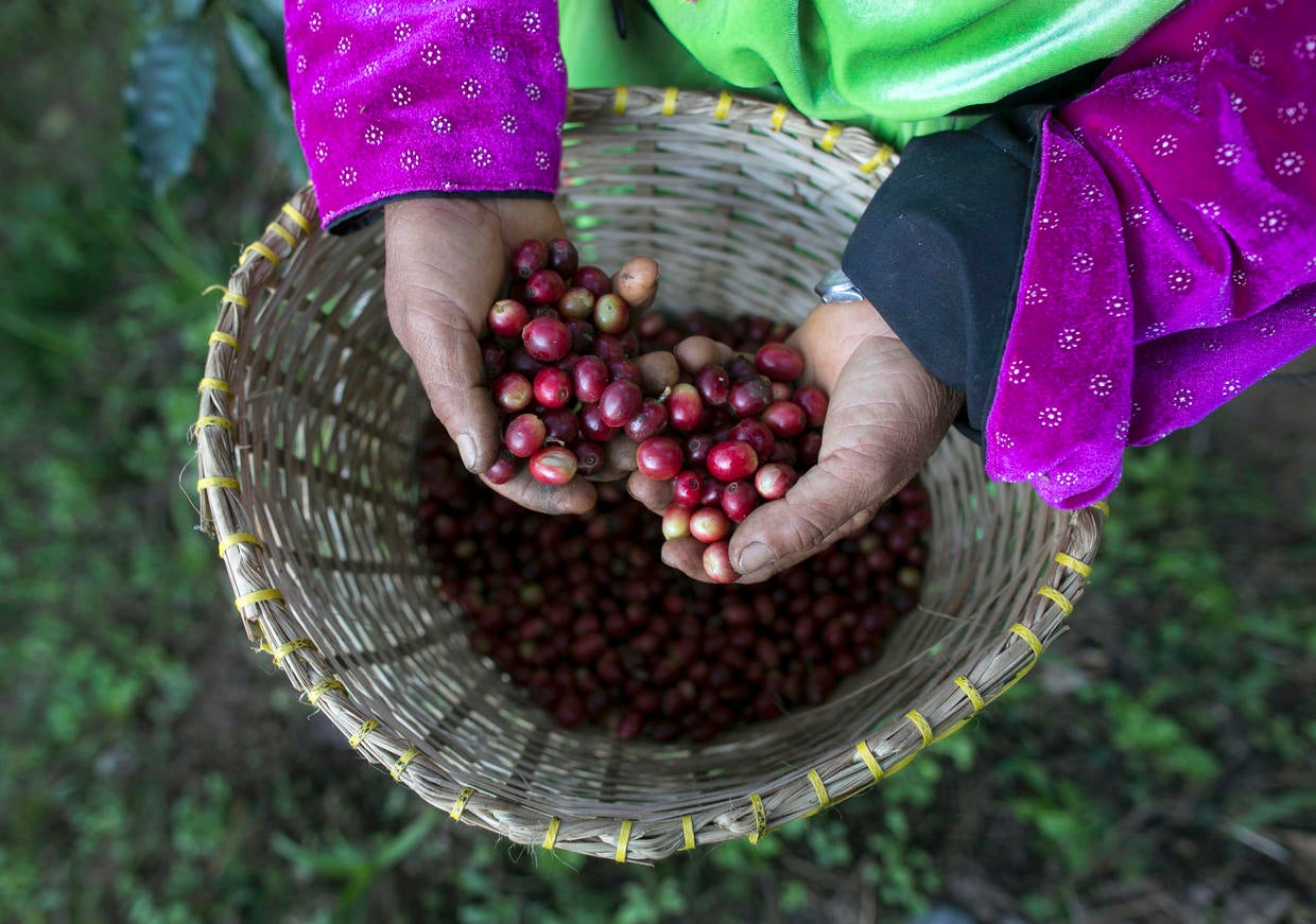 Pricey elephant poop coffee - Photo 1 - CBS News