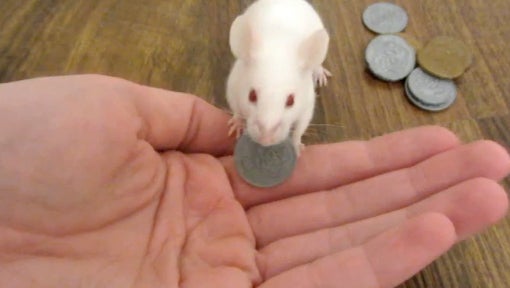 Two crazy examples of mice being super intelligent - CBS News