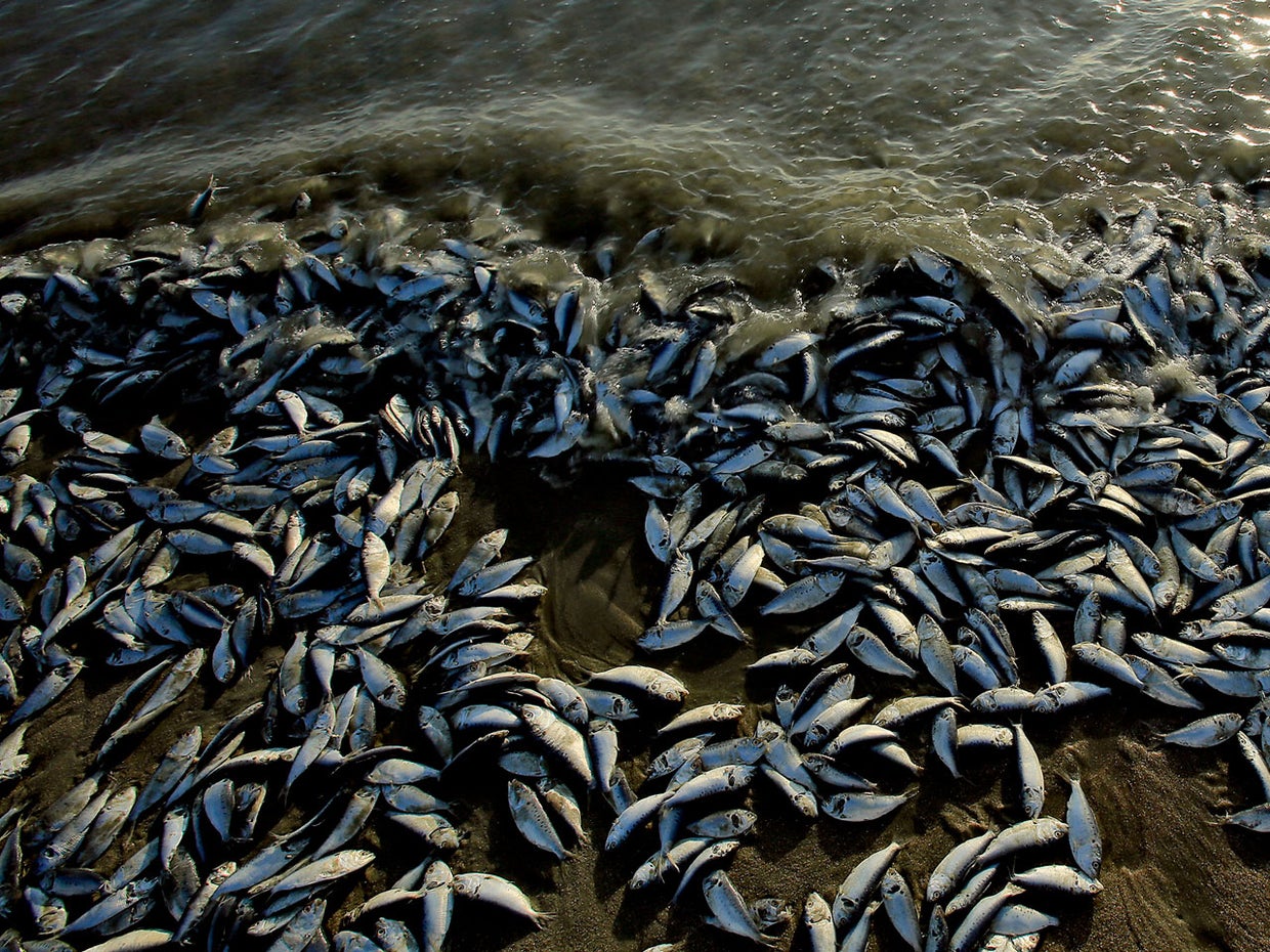 Thousands of dead fish wash ashore in S.C.