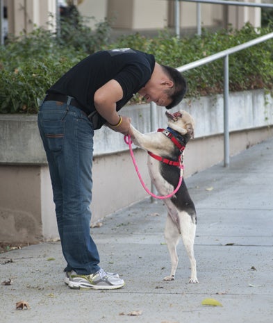 Hero dog Kabang gets new nose - CBS News
