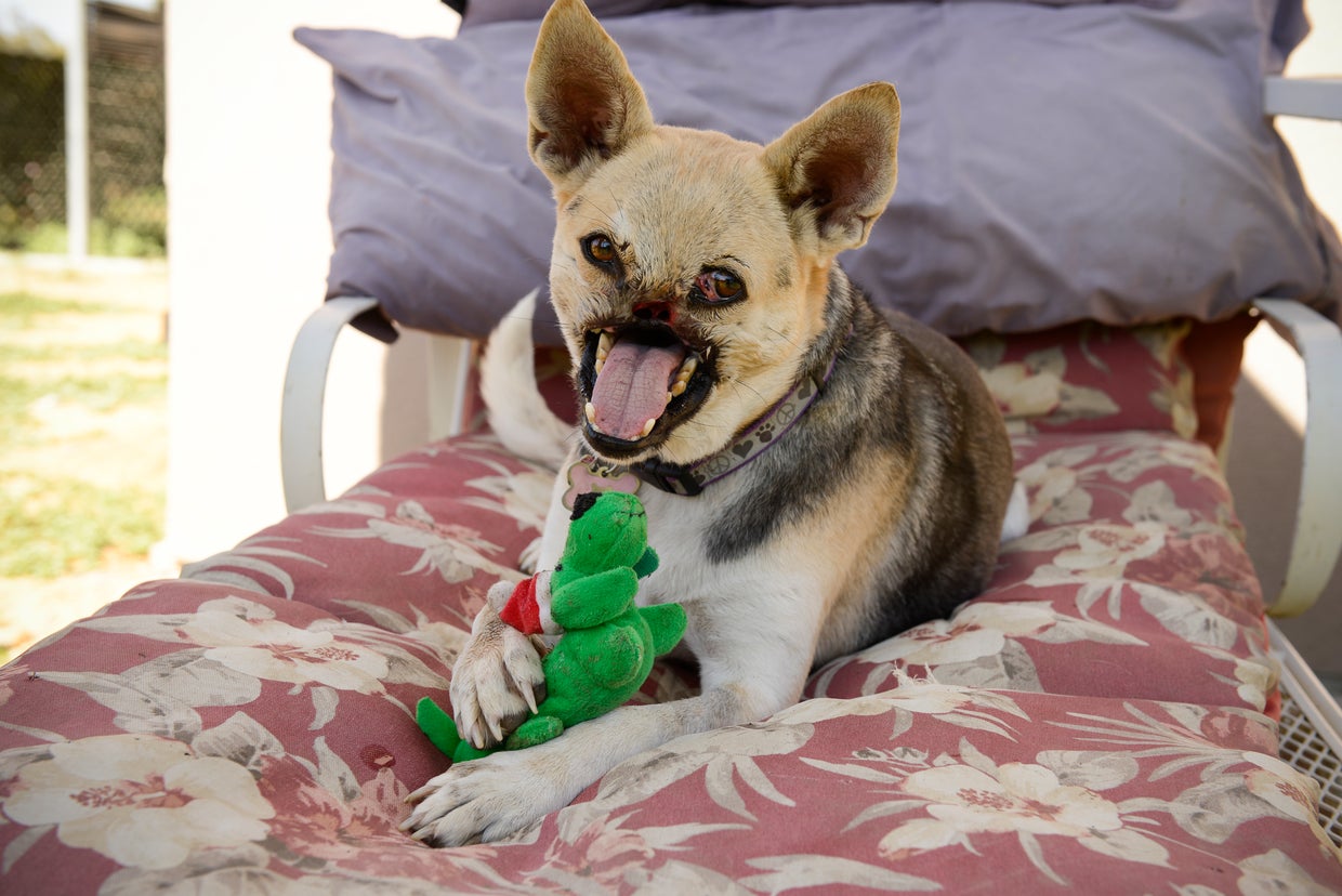 TIL People built a statue of “Kabang” a hero dog that got her face ...