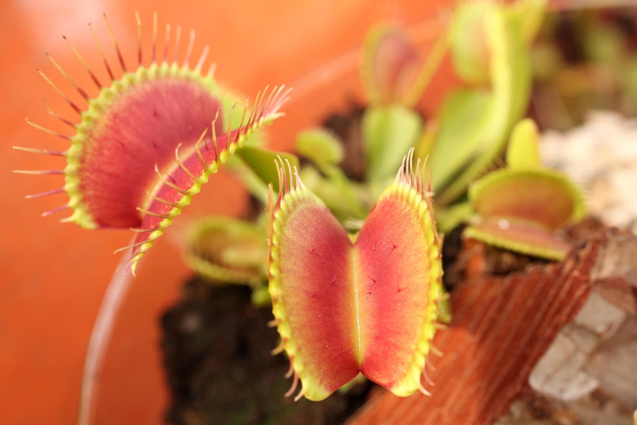 These Plants Are Meat Eaters Photo 12 CBS News these-plants-are-meat-eaters-photo-12-cbs-news