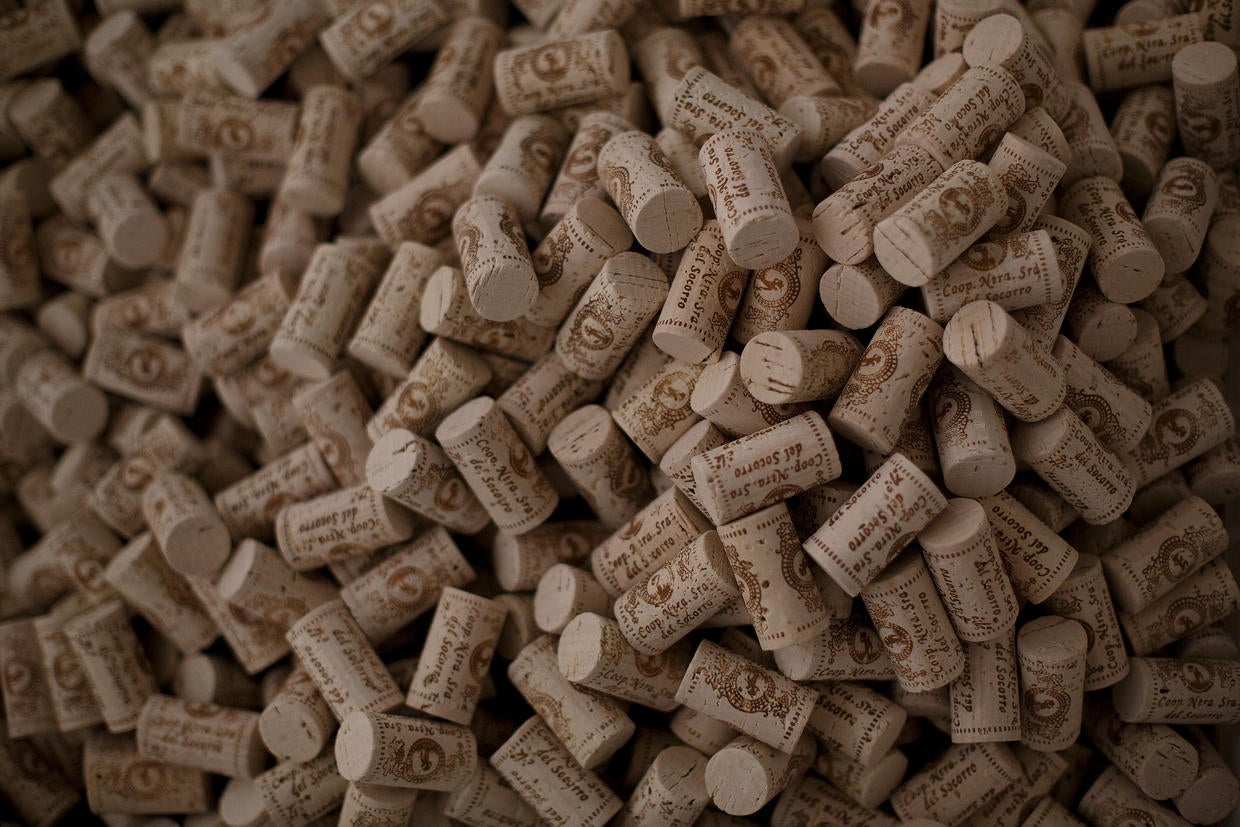 Cork harvest in Spain - Photo 1 - Pictures - CBS News