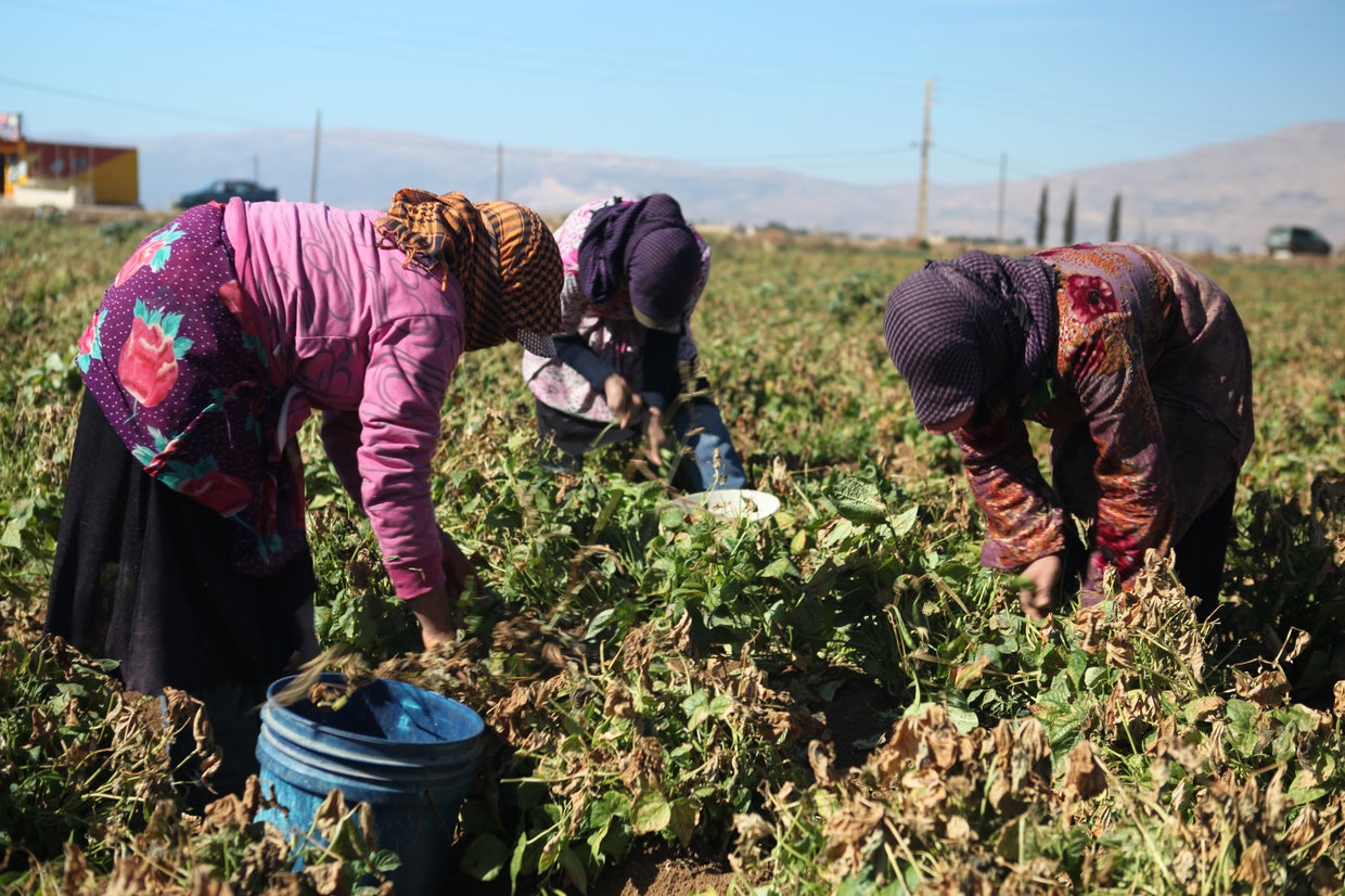Syria's youngest refugees labor in fields to help feed their families ...