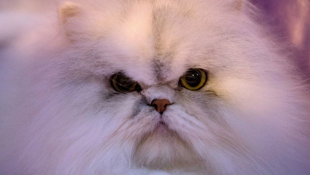Cats were first domesticated at least 5,300 years ago, study shows ...