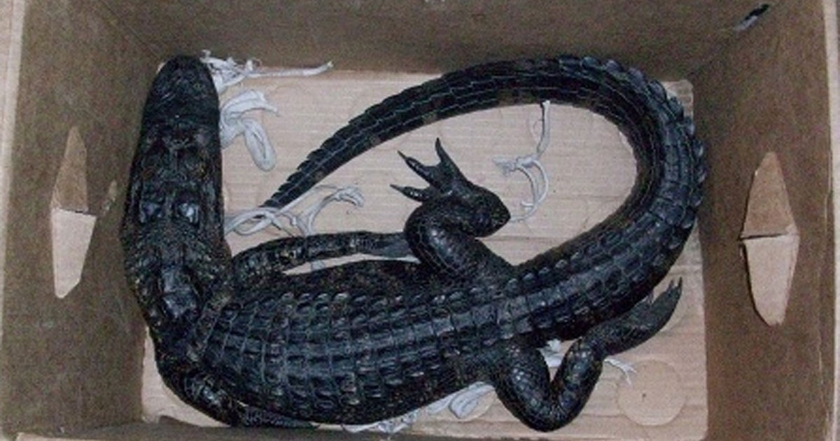 Gator-trade: Man tried to swap alligator for beer - CBS News