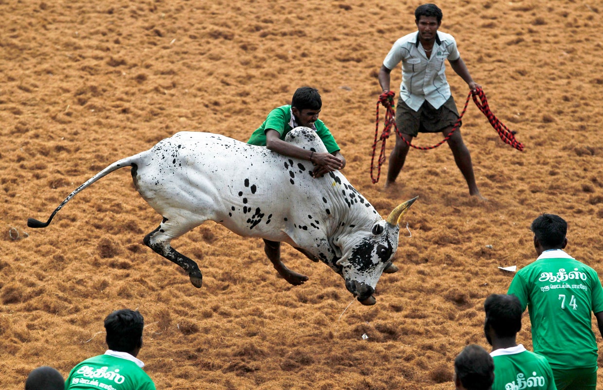 Taming bulls in India