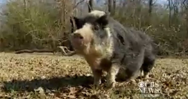 Feral hog cull in Louisiana meets resistance - CBS News