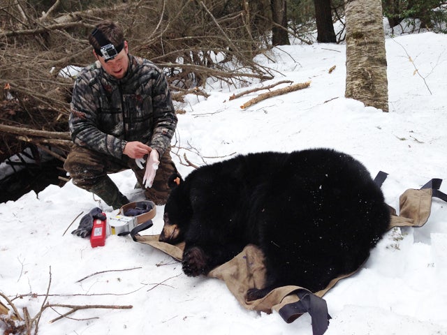 With bear attacks on the rise, biologists study their every move - CBS News