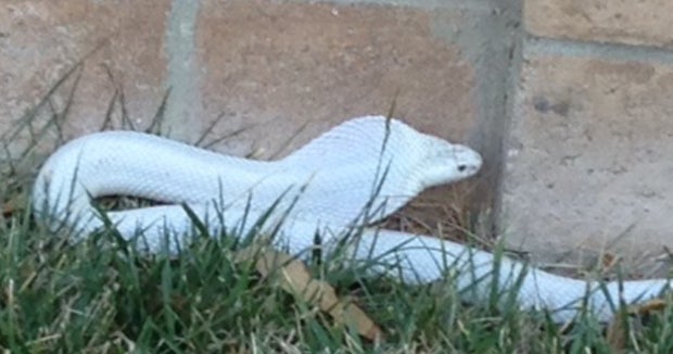 Albino monocled cobra on the loose near L.A. - CBS News
