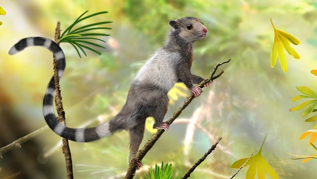 Jurassic squirrels: Fossils shed light on early mammal evolution - CBS News