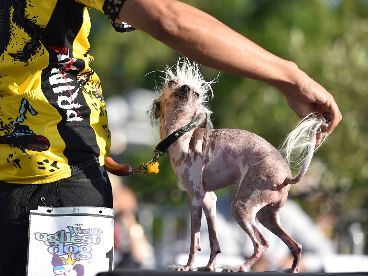 World's Ugliest Dog Contest 2015 - CBS News