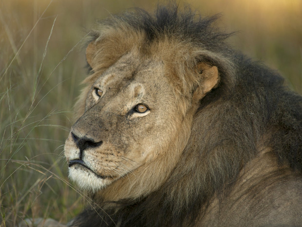 Famed lion, known as Cecil, hunted and killed in Africa