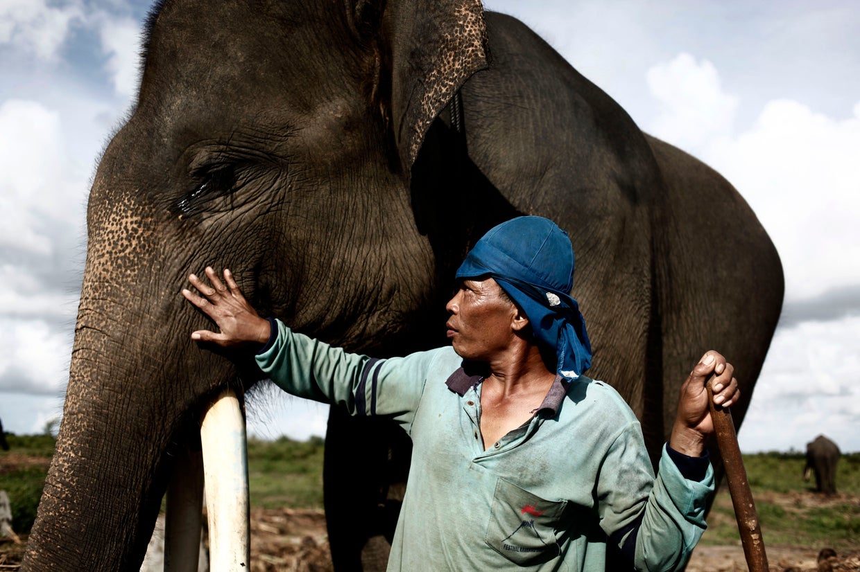 Critically endangered species and beloved animals at risk