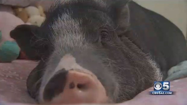Report: Chandler, Arizona boy's pet pig must go, therapy animal or no ...