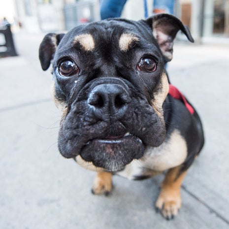 Pet portraits by The Dogist