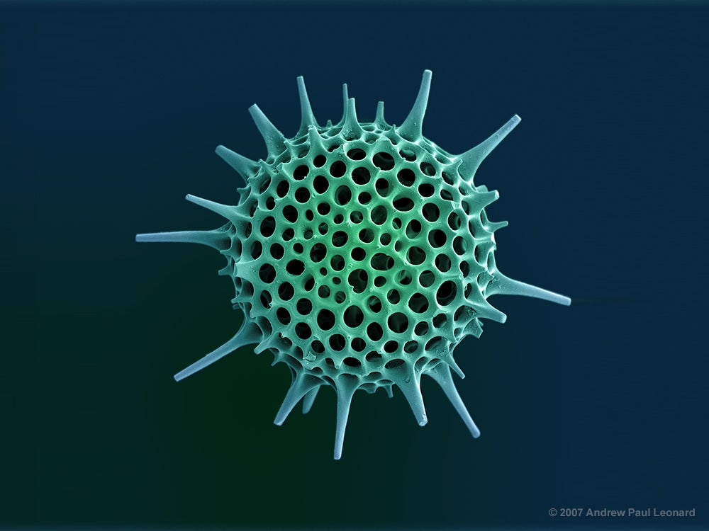 Nature's building blocks up close