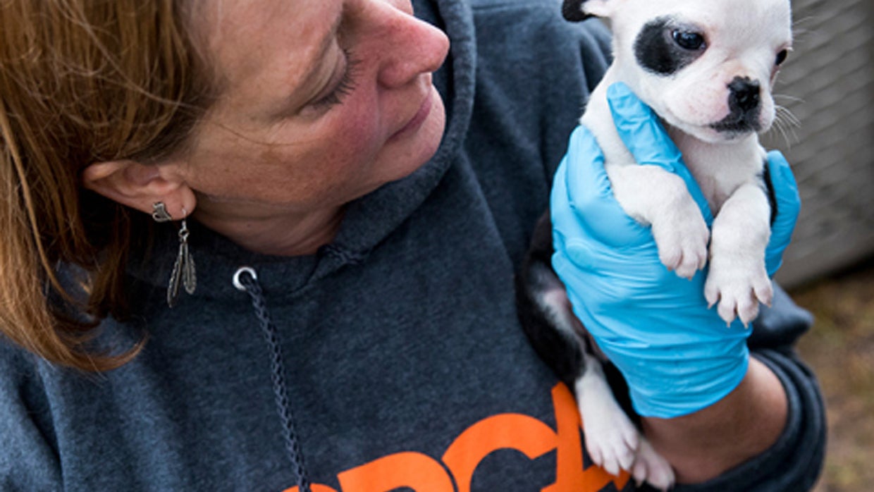 More than 50 dogs rescued in Michigan puppy mill raid - CBS News