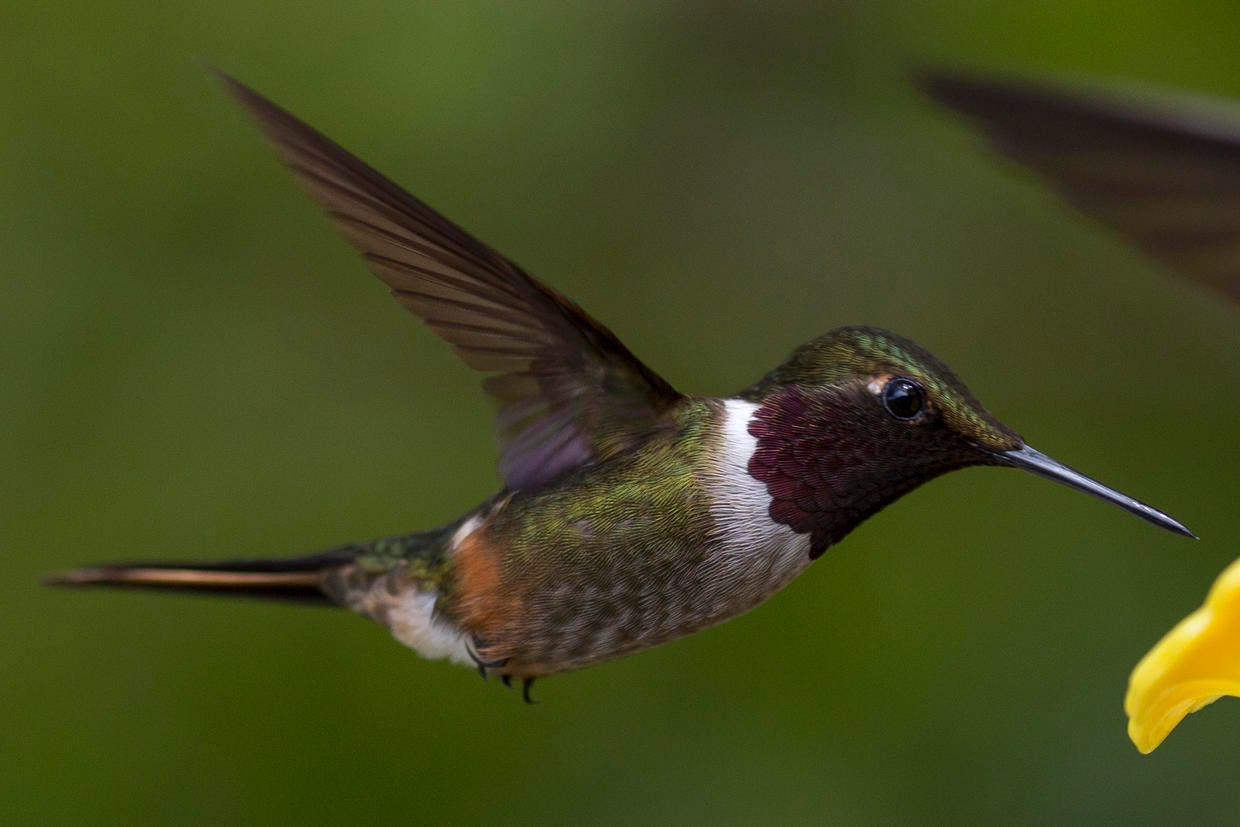 Hummingbirds of Costa Rica - CBS News
