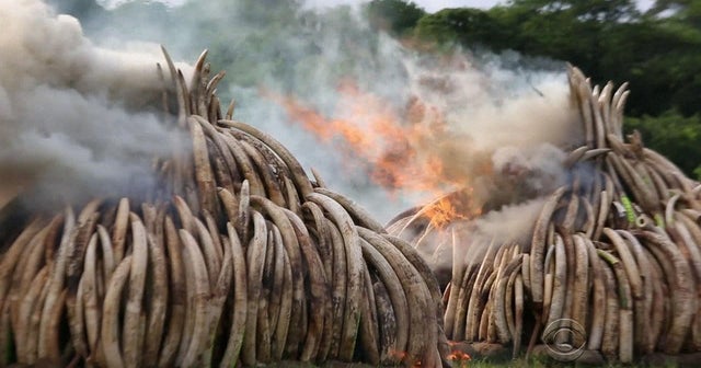 Massive bonfire in Kenya a stand against ivory poaching - CBS News