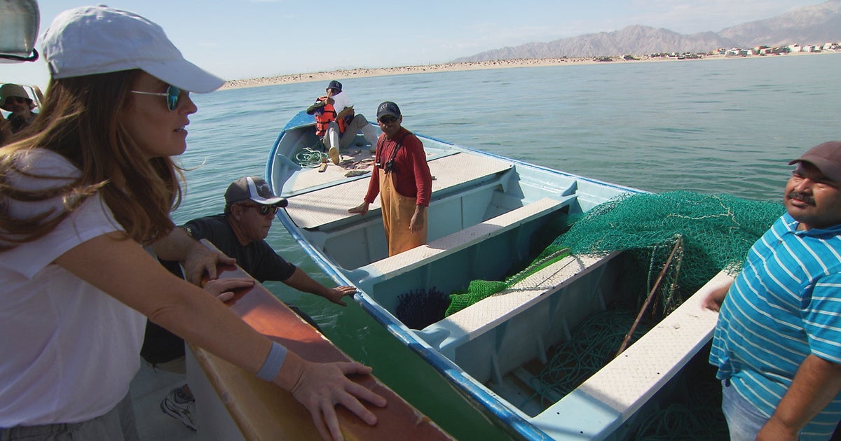 The Last Vaquitas - CBS News