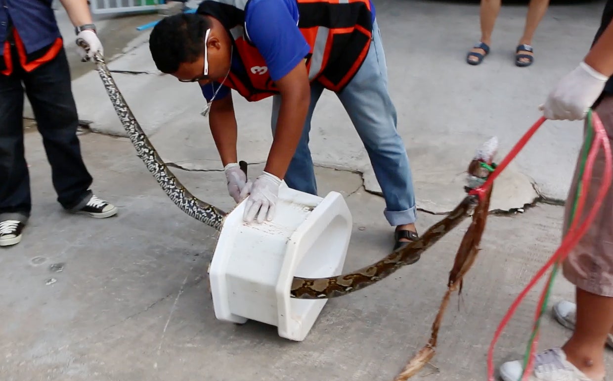Insane snake attacks (WARNING: GRAPHIC IMAGES)