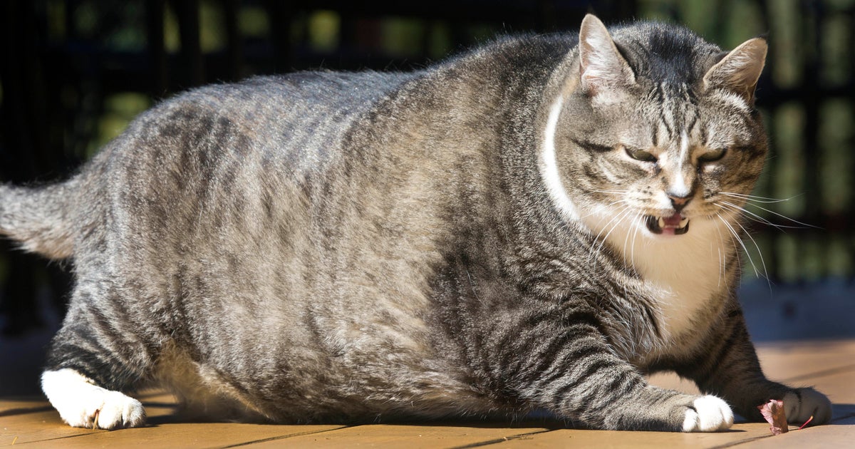 Logan Waterville Valley Resort Cat Draws Visitors With His Size CBS