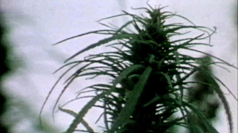 60 Minutes' first report on marijuana - CBS News