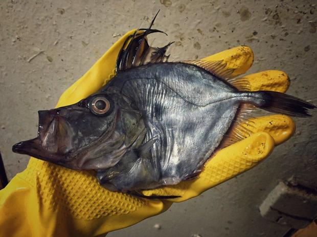 Crazy-looking fish from the deep sea - CBS News