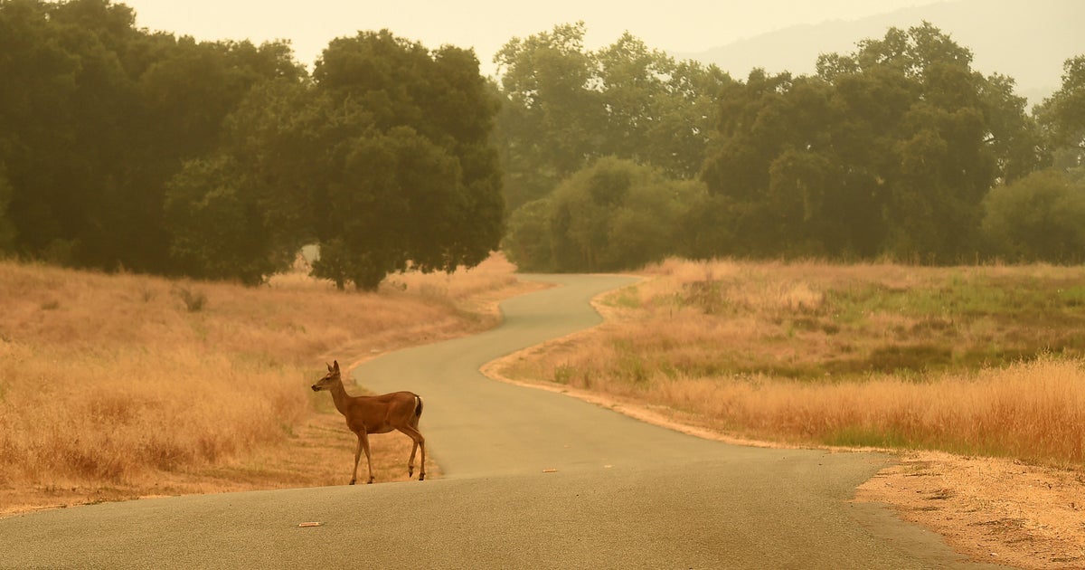 How do animals cross the road? Wildlife survey discovers it's ...