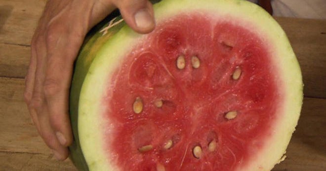 The return of an heirloom watermelon - CBS News