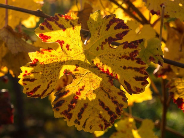 New York - Fall foliage 2017 - Pictures - CBS News