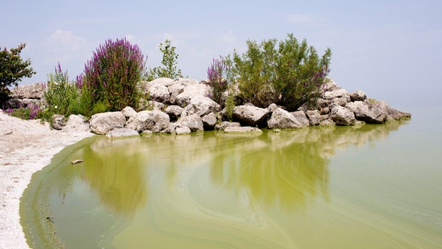 Toxic algae leads Ohio to designate western Lake Erie as "impaired ...