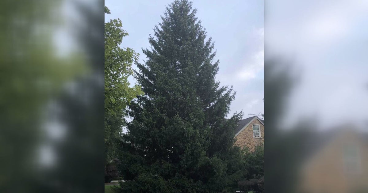 Millennium Park Christmas Tree Arrives From Elmhurst - CBS Chicago
