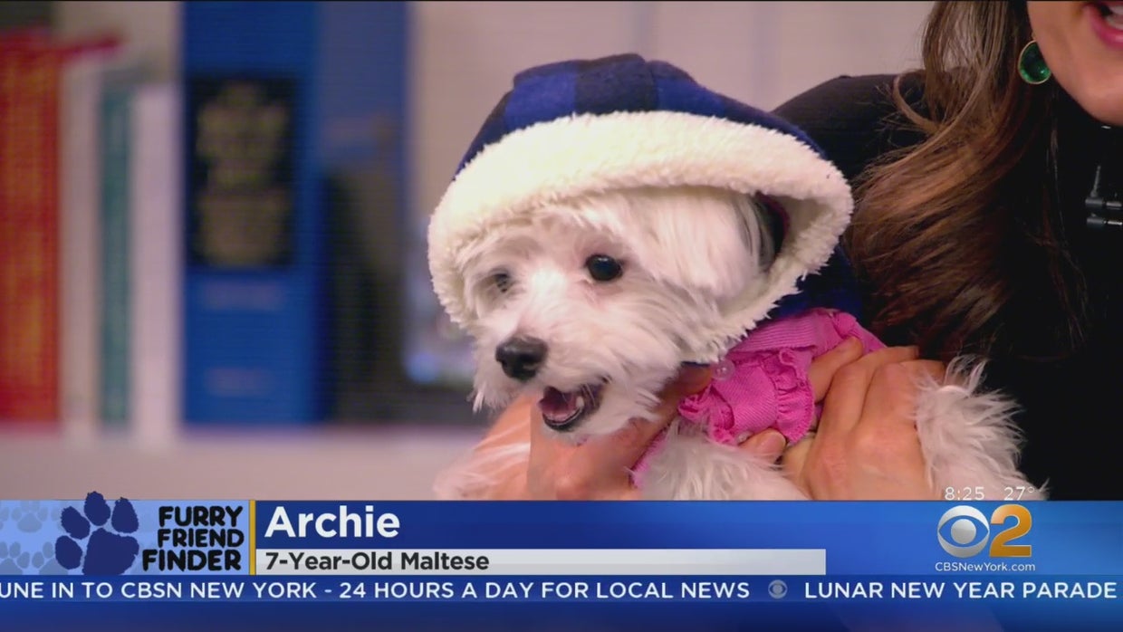 Furry Friend Finder: Archie And Foxy - CBS New York