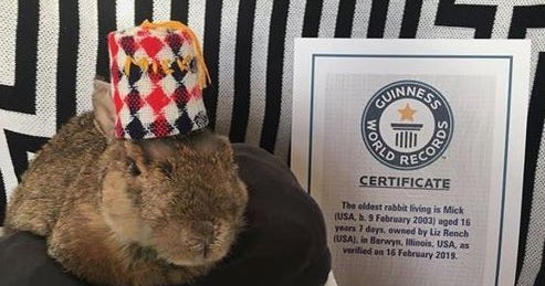 World's Oldest Rabbit Lives In Berwyn - CBS Chicago